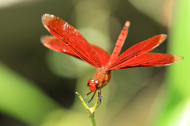 A Visit From A Red Dragonfly What An Amazing Sign Morgan s Stalking a-visit-from-a-red-dragonfly-what-an-amazing-sign-morgan-s-stalking