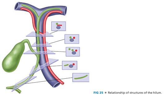 Right Hepatectomy | Abdominal Key