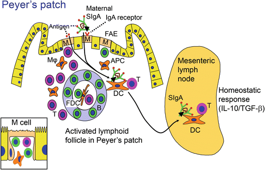 Role of the Intestinal Immune System in Health | Abdominal Key