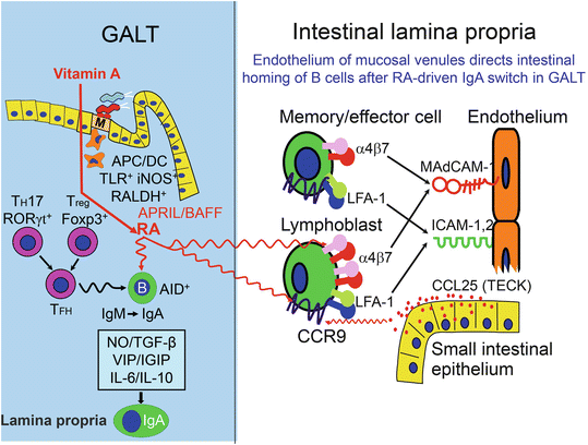 Role of the Intestinal Immune System in Health | Abdominal Key