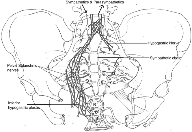 Neuroanatomy of the Female Pelvis | Abdominal Key