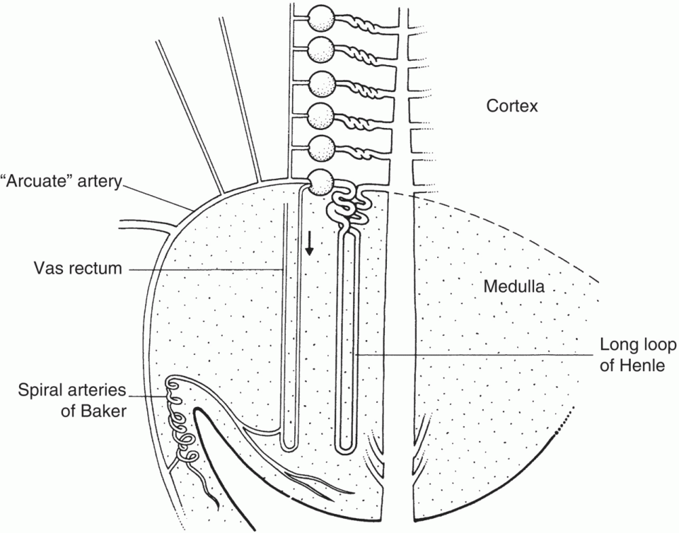 Kidney and Ureter Anatomy | Abdominal Key