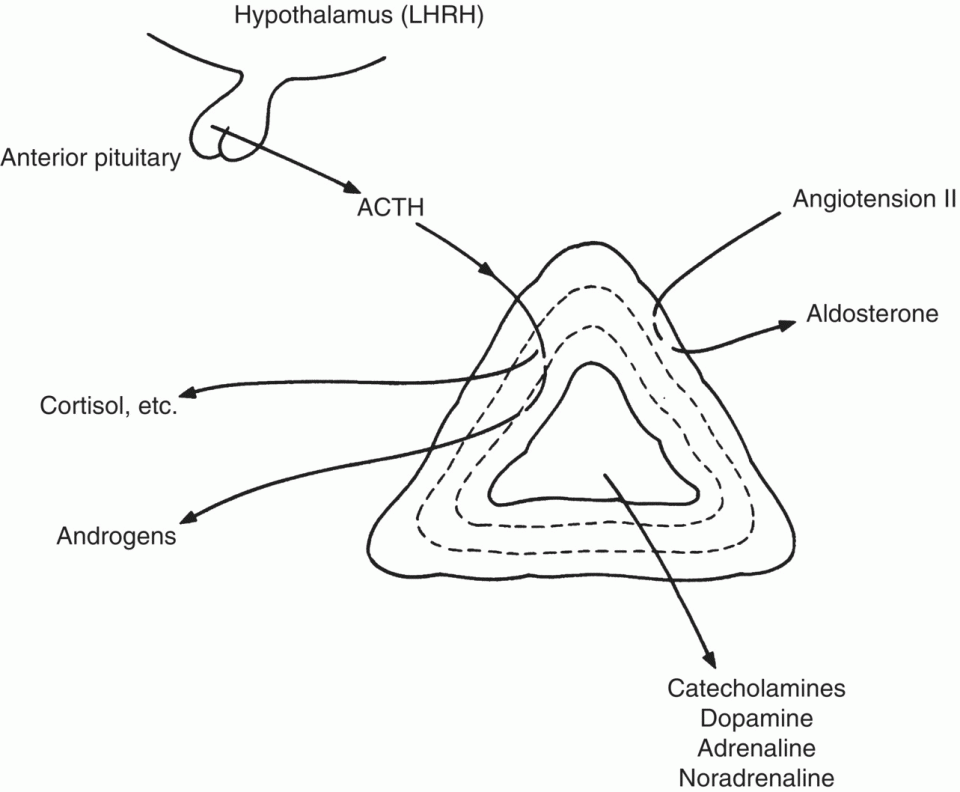 The Adrenal Glands | Abdominal Key