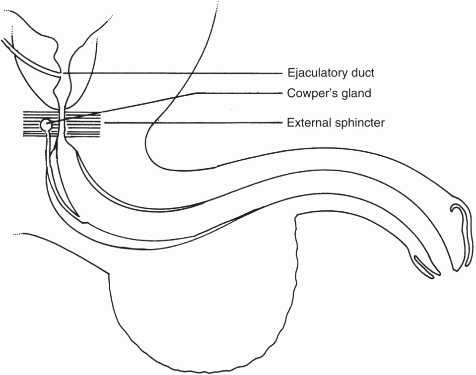 Penis and Urethra Structure and Penis | Abdominal Key