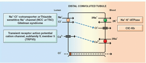 Acid-Base and Potassium Disorders | Abdominal Key