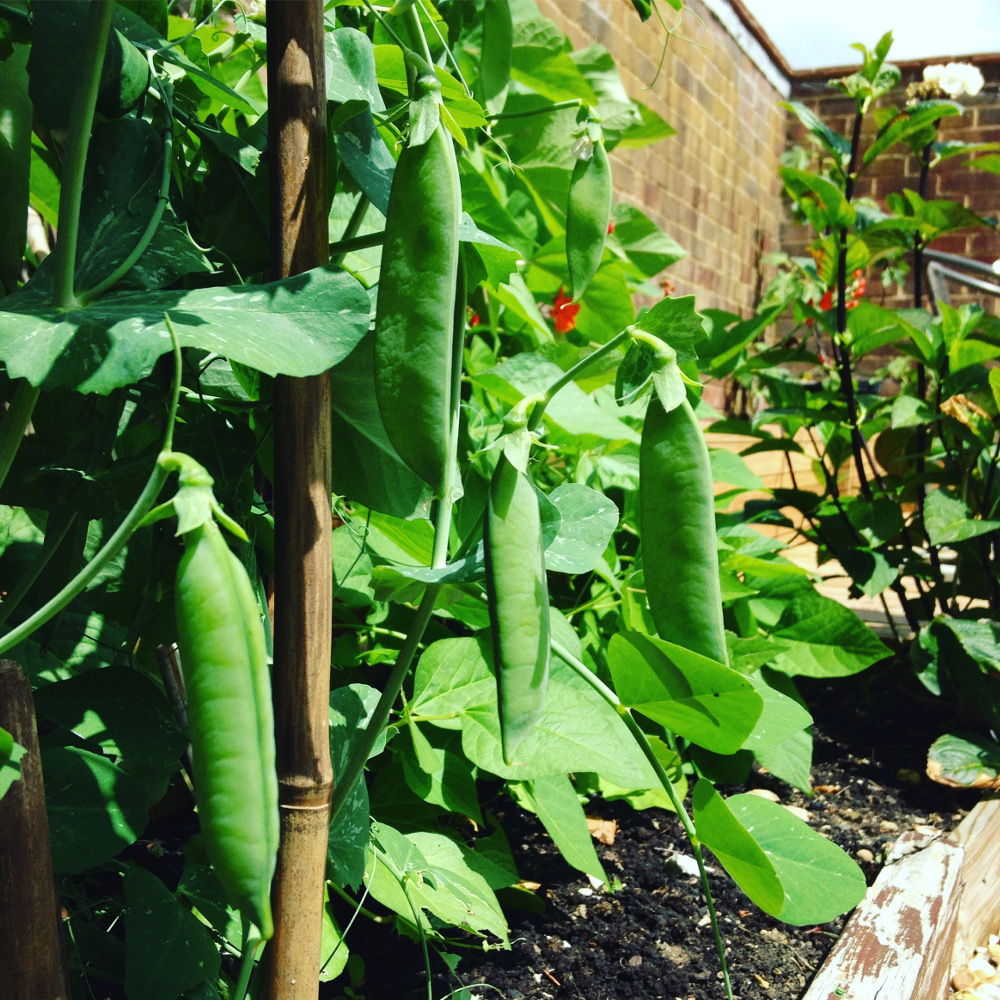 Garden Stuff – About Stuff