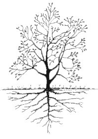 The Tree as Metaphor – Allan G. Johnson