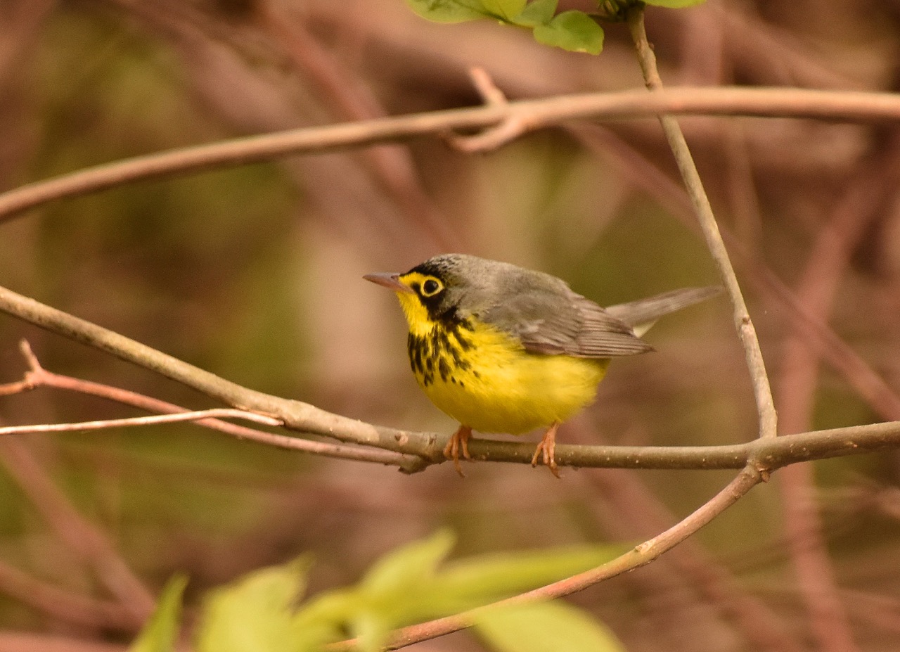 Neil Ellis Photos: 3 More Warblers – Magee Marsh - AllanShowalter.com