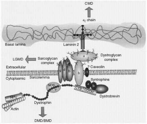 Neuromuscular Disorders: Muscular Dystrophies and Congenital Myopathies ...