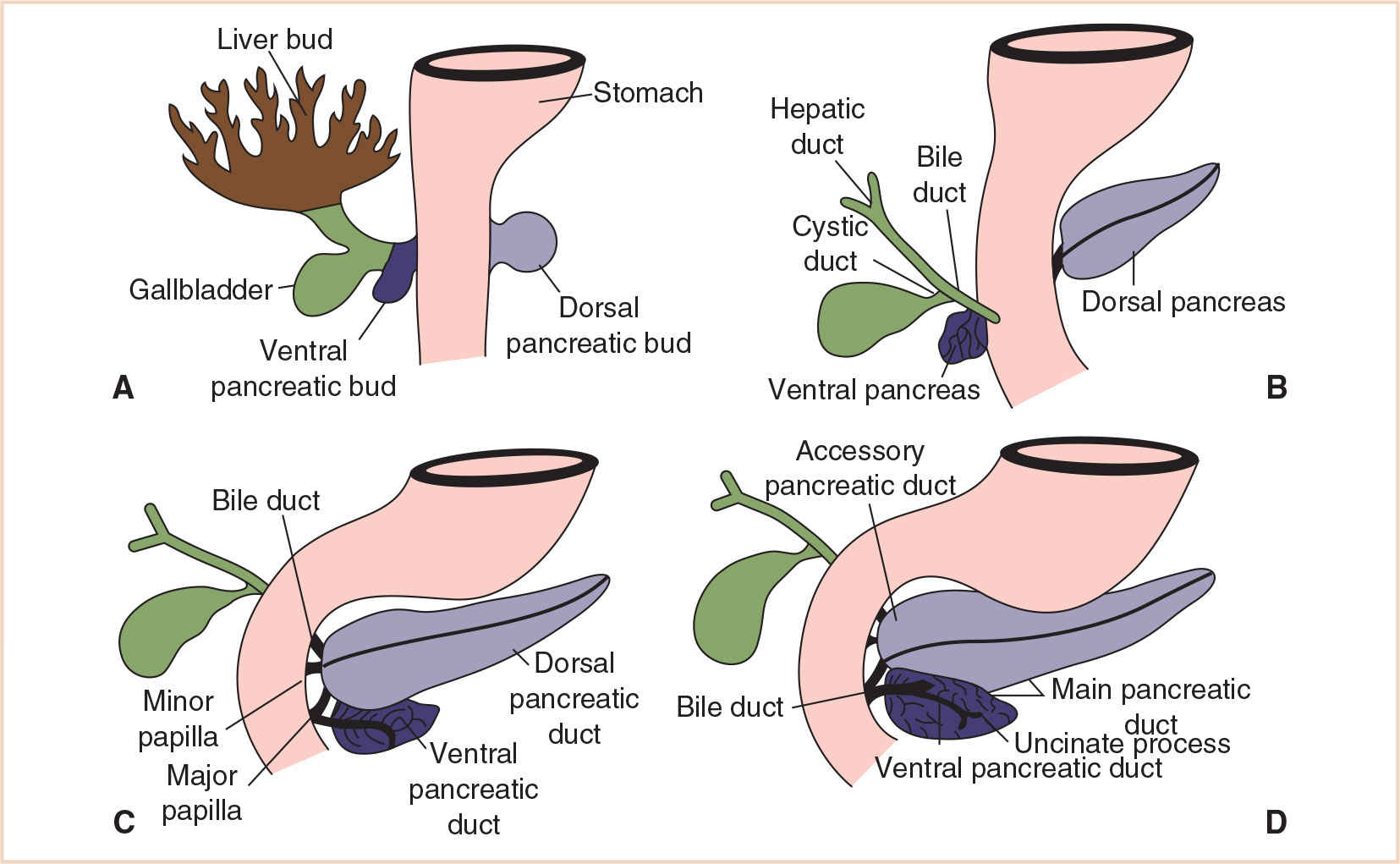 The Foregut and Chest | Anesthesia Key