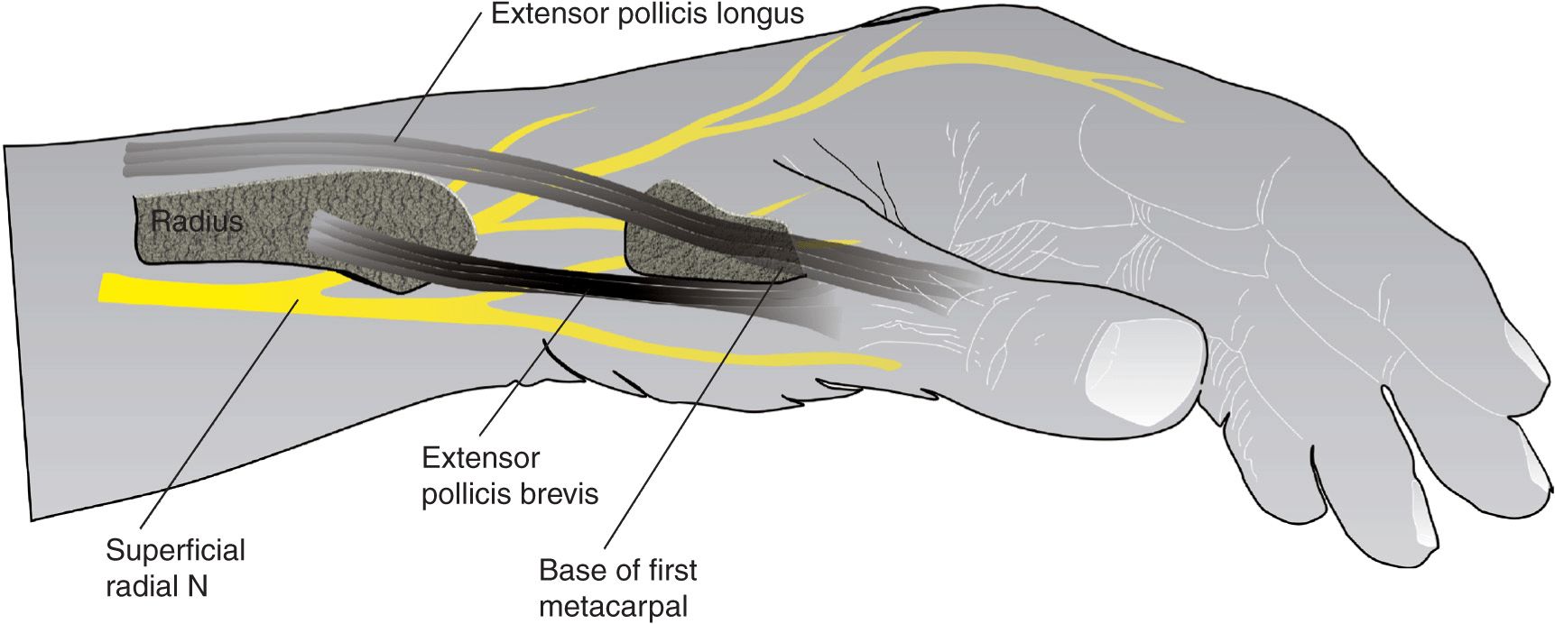 Essential Regional Anesthesia Anatomy | Anesthesia Key
