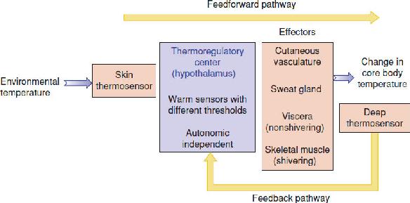 Temperature Monitoring | Anesthesia Key