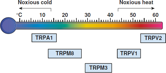 Temperature Monitoring | Anesthesia Key