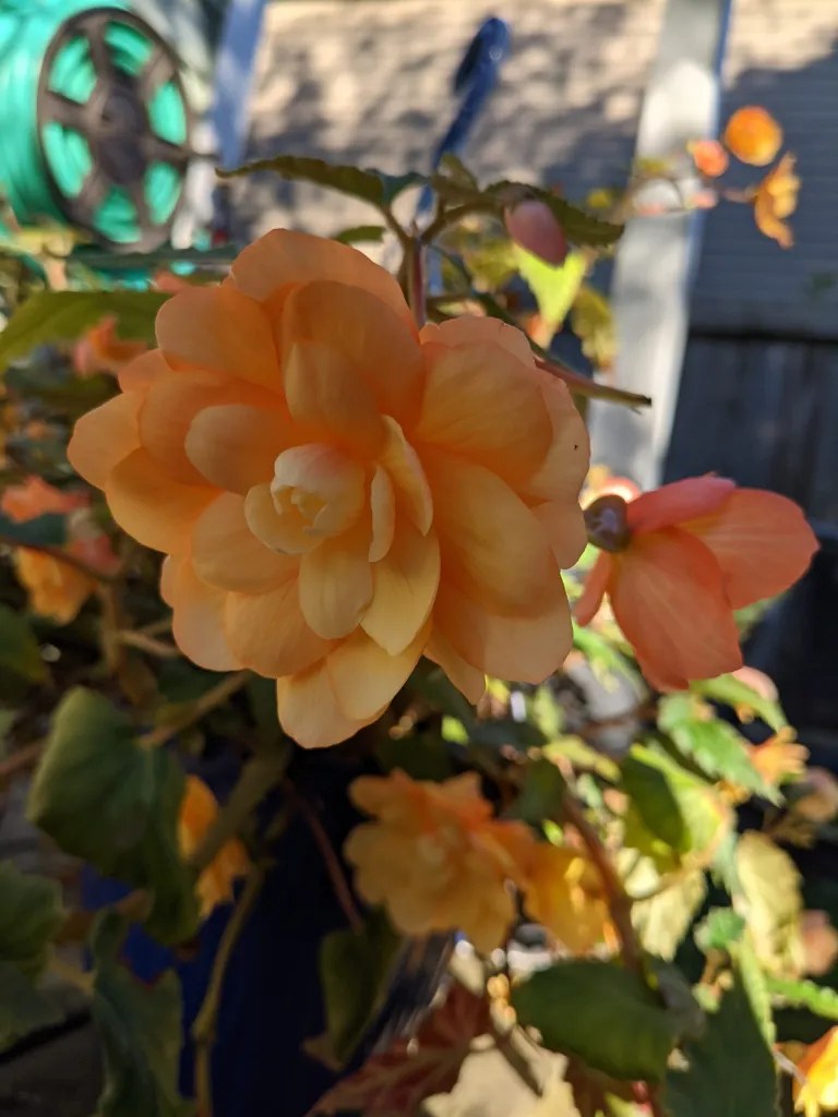 Project 365 2021-2022 – Apollo Lemmon