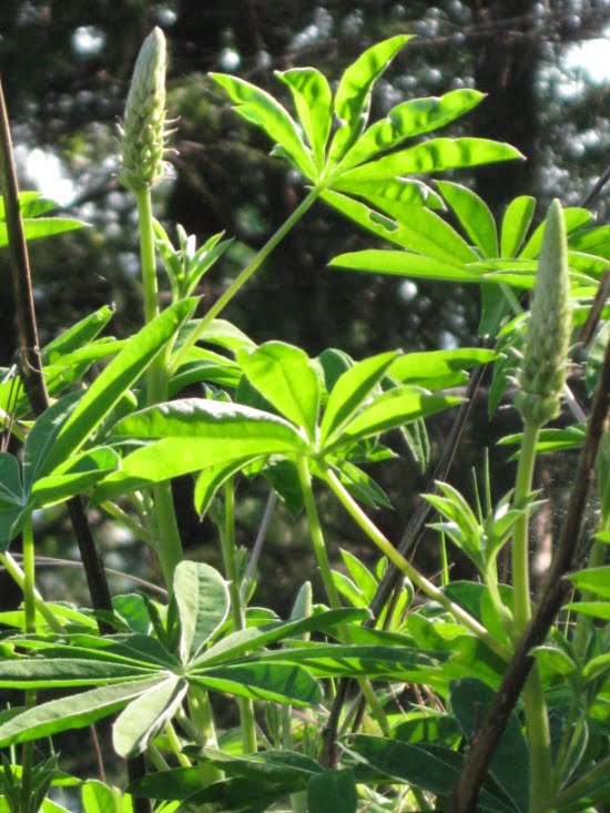 Kincaid’s lupine in Douglas County, Oregon – Institute for Applied Ecology