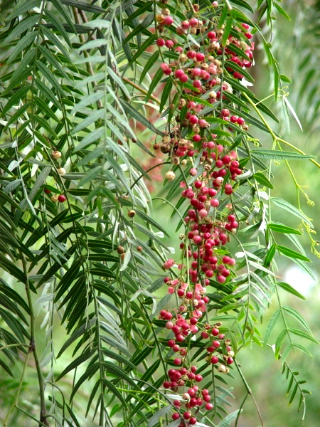 California peppertree | Arnold Zwicky's Blog