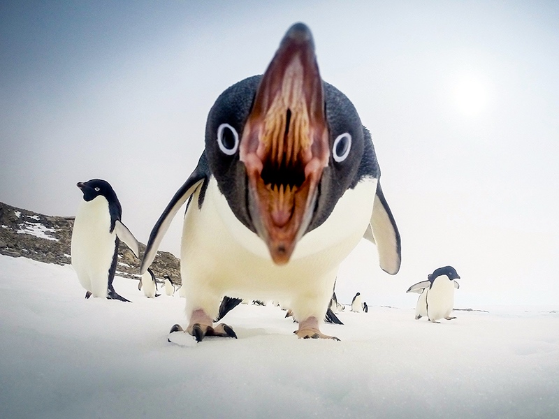 The devouring penguin | Arnold Zwicky's Blog
