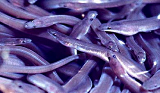 Glass eels | Arnold Zwicky's Blog