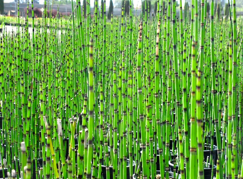 horsetails | Arnold Zwicky's Blog