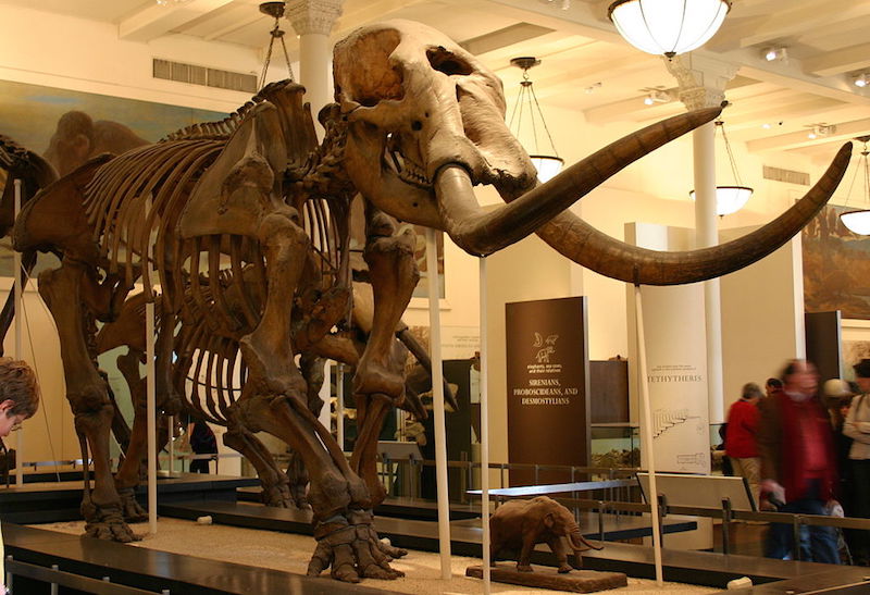 Underground Mastodon | Arnold Zwicky's Blog