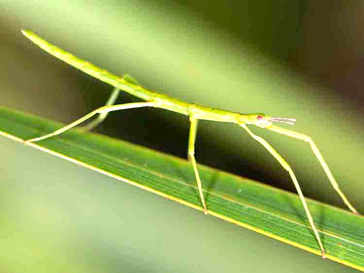 Stick insects and tree crickets | Arnold Zwicky's Blog