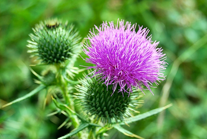 Morning names: thistles! | Arnold Zwicky's Blog