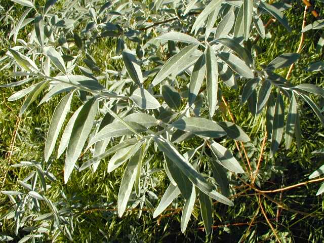 Russian-olive | Arnold Zwicky's Blog