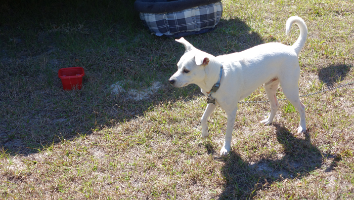 Finn Gallery – The Skoolie Dog Likes His Close-ups – Asphalt Nomads