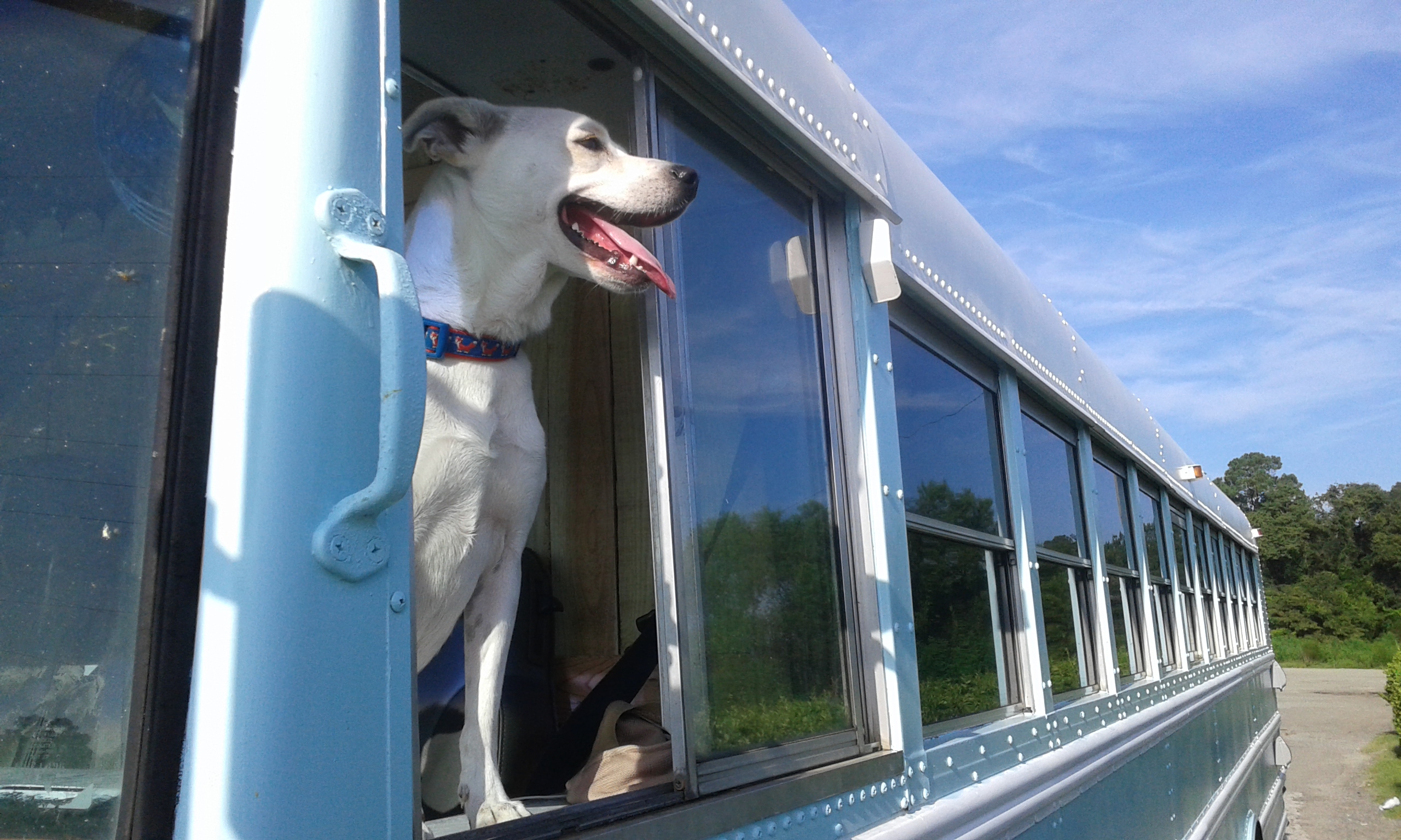 Finn Gallery – The Skoolie Dog Likes His Close-ups – Asphalt Nomads
