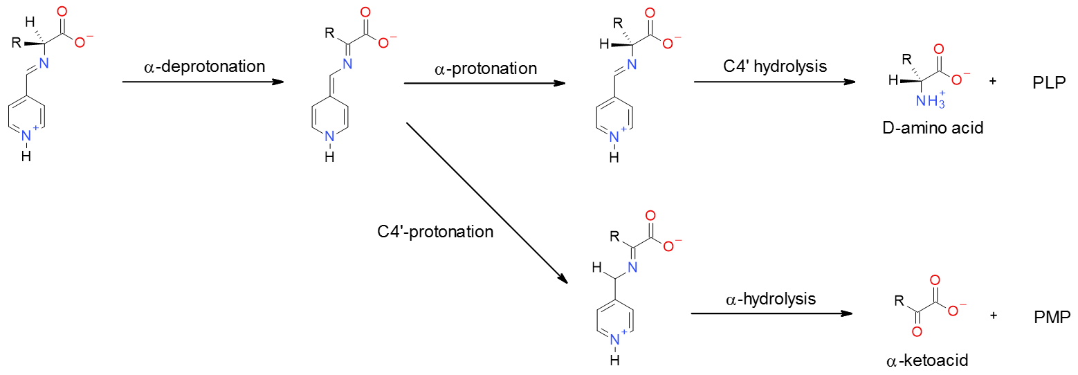 多才な補酵素：PLP | Chem-Station (ケムステ)