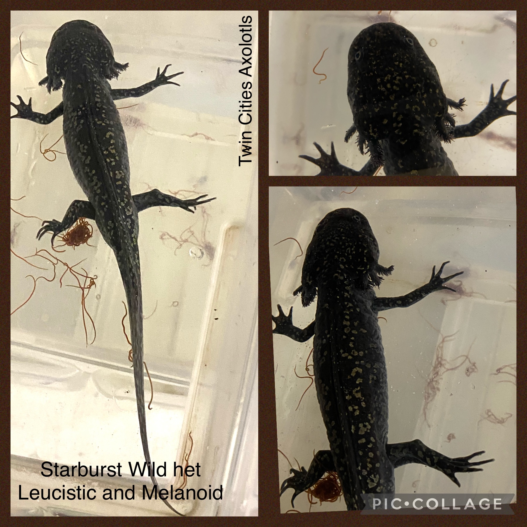 Breeders – Twin Cities Axolotls