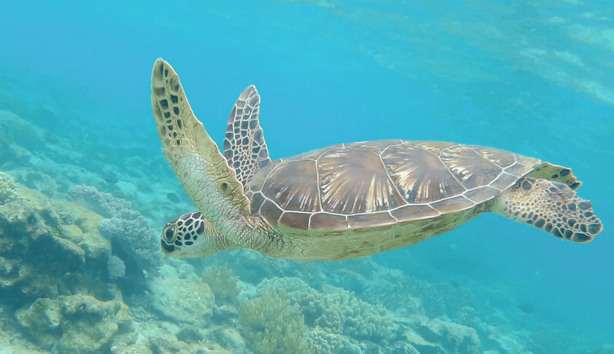 LOOK: Education helping save turtles in Sablayan • AYEJ