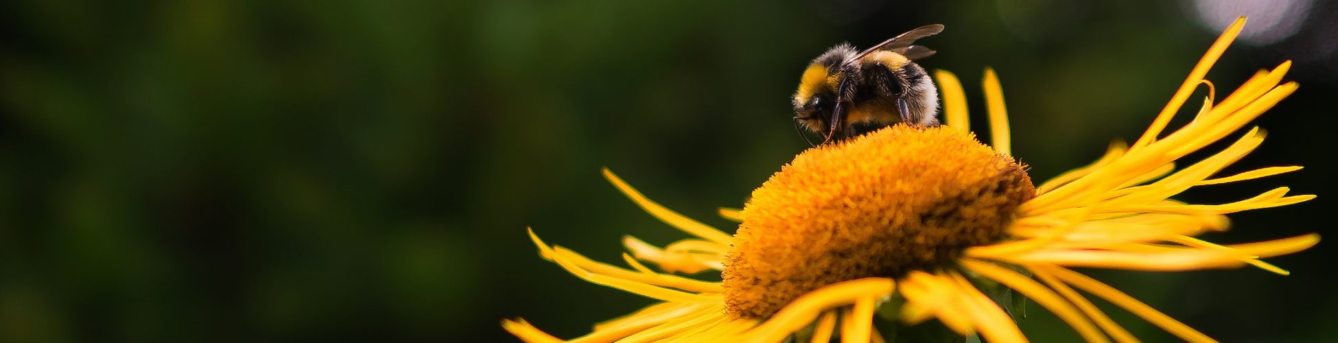 cropped-bee.jpeg – Barnyard Bees
