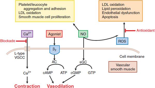 Adrenergic Agonists and Antagonists | Basicmedical Key