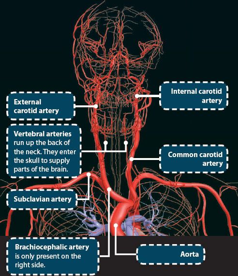 2: HEAD AND NECK | Basicmedical Key