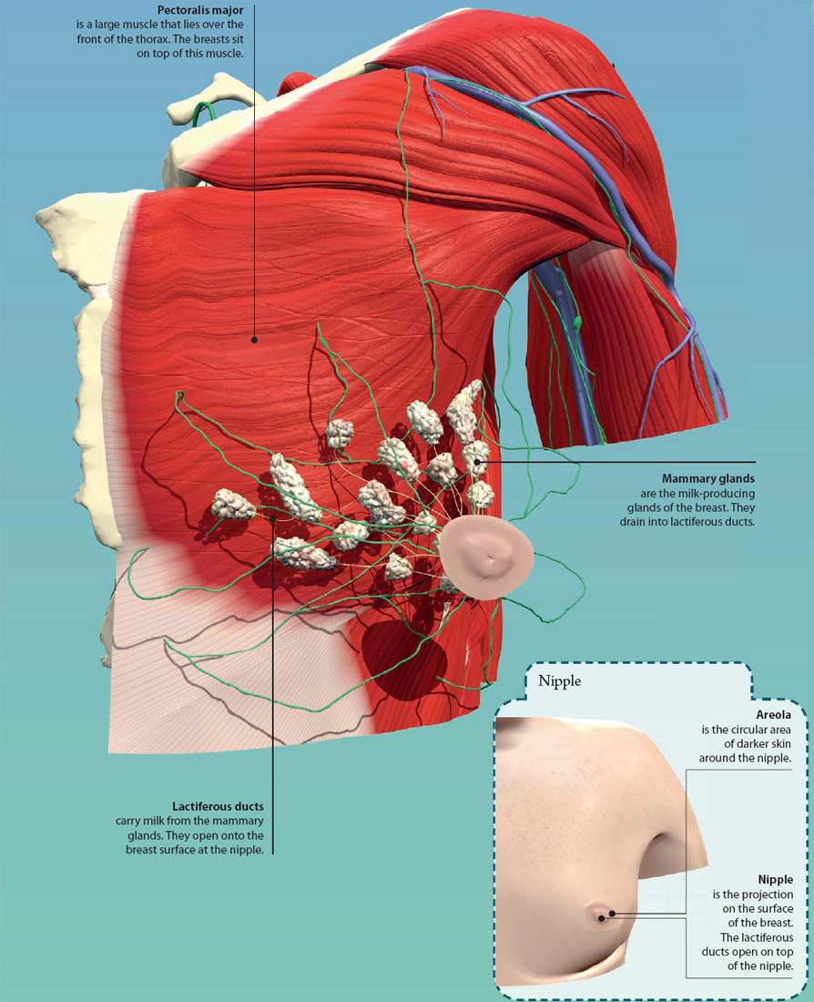 4: THE THORAX | Basicmedical Key