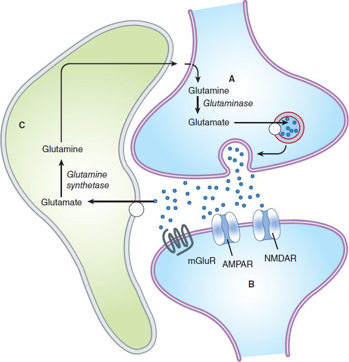 Introduction to the Pharmacology of CNS Drugs | Basicmedical Key