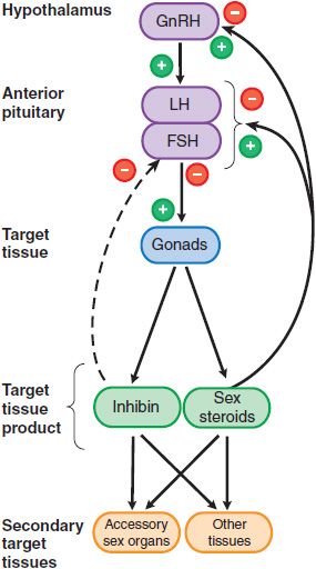 Introduction to Endocrinology: The Hypothalamic-Pituitary Axis ...