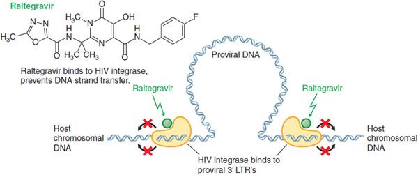 Antiretroviral Agents and Treatment of HIV Infection | Basicmedical Key
