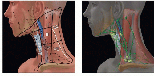 Protocol for the Examination of Pharynx Specimens | Basicmedical Key