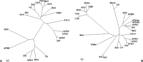 Mononegavirales | Basicmedical Key