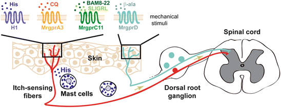 Role of the Mrgpr Receptor Family in Itch | Basicmedical Key