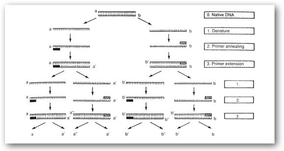 Introduction to Common Laboratory Assays and Technology | Basicmedical Key