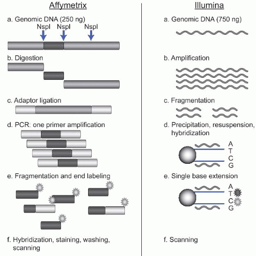 Cytogenetics | Basicmedical Key