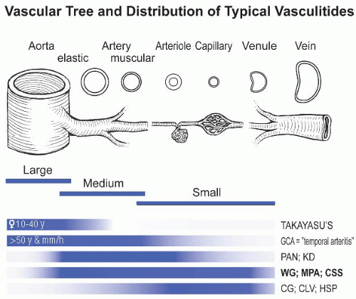 Cardiovascular System | Basicmedical Key