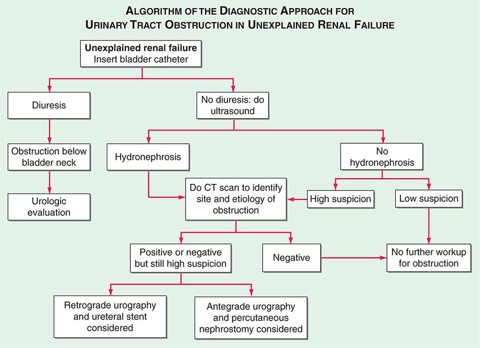 Tubulointerstitial Diseases of the Kidney | Basicmedical Key