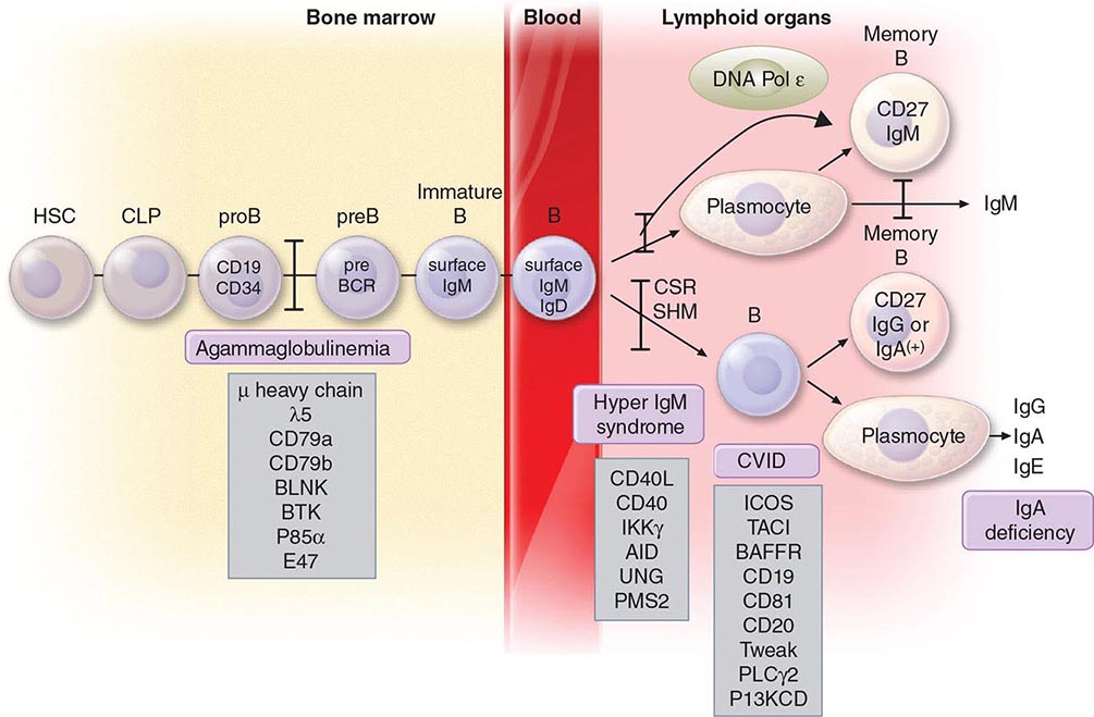 Primary Immune Deficiency Diseases | Basicmedical Key