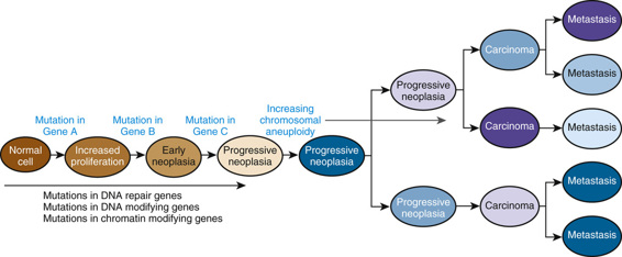 Basis of Cancer | Basicmedical Key
