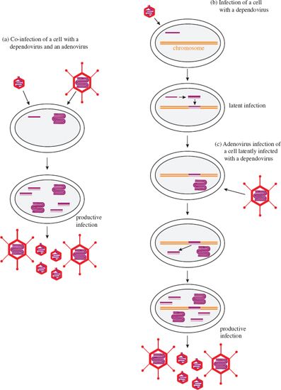 Parvoviruses (and Other ssDNA Viruses) | Basicmedical Key