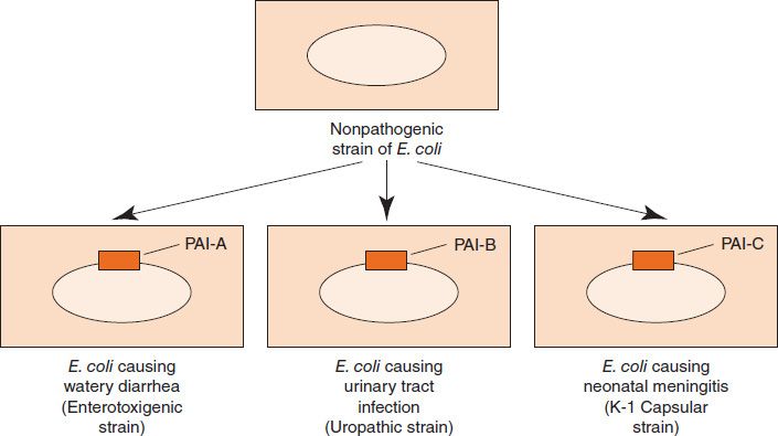 Pathogenesis | Basicmedical Key